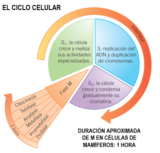El tiempo que tarda una célula de tu piel en realizar el ciclo celular es aproxi - Dudalia.com
